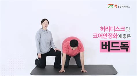 허리디스크에 좋은 코어 운동 버드독 허리통증허리강화 스트레칭 Youtube