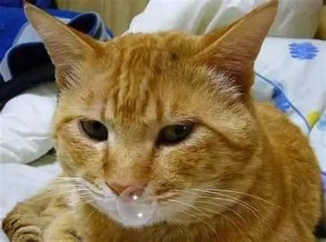 猫咪感冒打喷嚏怎么办 知乎