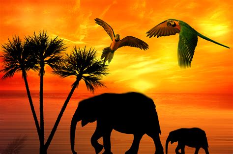 картинки Животные ладони Ара попугай птица хобот закат солнца Вечернее настроение Цены