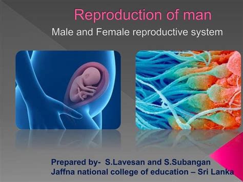 Reproductive System Powerpoint