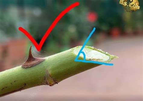10 Secrets To Grow Rose From Cuttings Faster