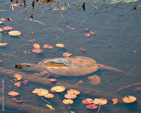 Snapping Turtle Photo Stock In The Foggy Water Displaying Long Neck Head Turtle Shell Paws
