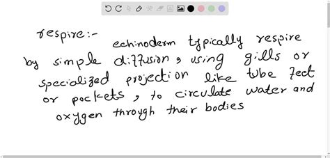 Solved How Do Echinoderms Respire How Developed Is Their Digestive System
