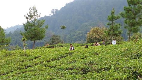 Yuk Jalan Jalan Di Kebun Teh Medini Ada Air Terjun Bukit Hingga