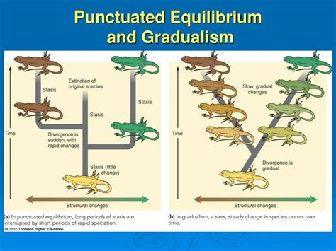 Ppt Speciation And Macroevolution Powerpoint Presentation Free Download Id 3606004