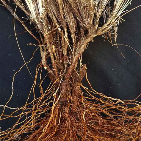 Rhizome Definition And Examples Netzdot