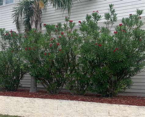 How To Prune Oleander