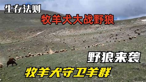 遊牧之路危機四伏，狼群頻襲挑戰牧犬智慧！追擊還是堅守牧羊犬英勇抉擇守護家園安寧！top 世界之最 动物 動物 災難 灾难 腦
