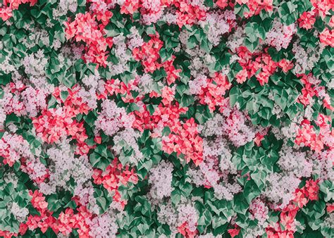 아름 다운 색종이와 빈티지 배경 포도 수확 꽃 아름다운 배경 일러스트 및 사진 무료 다운로드 Pngtree