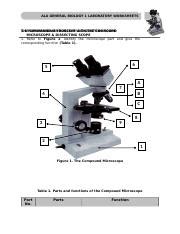 A Bio Basic Microscopy Lab Worksheets Docx ALA GENERAL BIOLOGY LABORATORY WORKSHEETS
