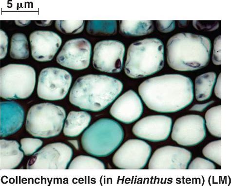 Plantcells Collenchyma Html PlantCellDiversity Collenchyma