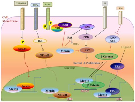 Menin In Numerous Cell Signaling Pathways 64 Download Scientific Diagram