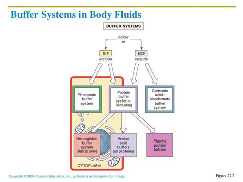 Ppt Acid Base Balance Powerpoint Presentation Free Download Id1994730