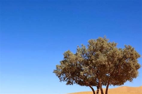 What Tamarisk Trees Can You Plant Today Lewis County Herald