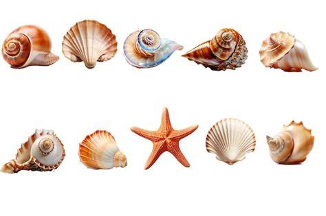 Premium Vector Seashell Vector Set Graphicisolated Flat Vector Premium Vector Seashell Vector Set Graphicisolated Flat Vector