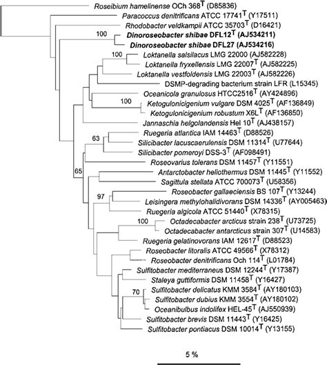 Neighbour Joining Dendrogram Based On 16s Rrna Gene Sequences Showing