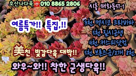 여름특가 특집 예사스런 빛감이 아닌 환상빛감착한 가격3천 군생 멕시코크라바타금 대박 짚시 커스피닷컴 브론즈금2개8천등 다양하게 소개 Youtube