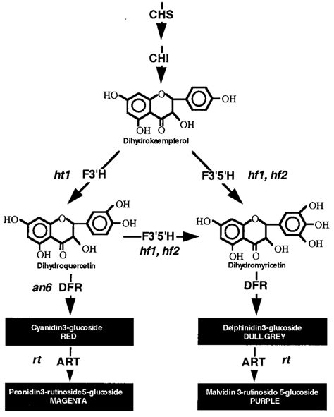 Anthocyanin Biosynthesis Pathway In Petunia Enzymes Are Indicated In