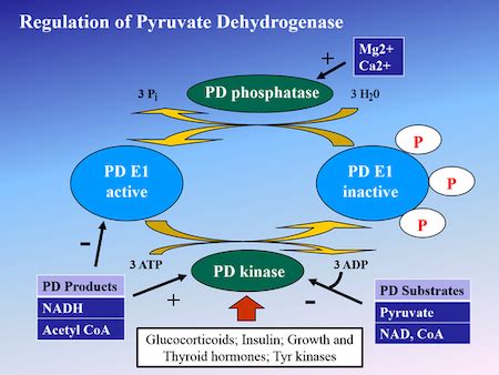Interpreting A Diagram Showing Phosphorylation In A Signal Transduction