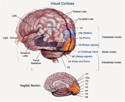 視覺皮質 Visual cortex 小小整理網站 Smallcollation