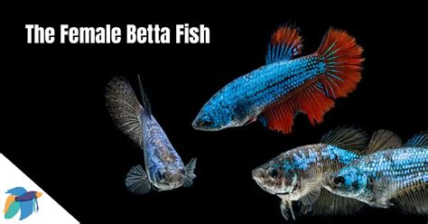 Female Betta Fish Types Differences And Care Tips Betta Fish World