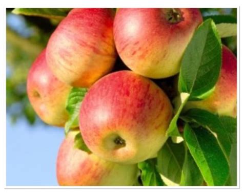 ЯБЛОЧНЫЙ СПАС