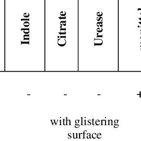 Morphological And Biochemical Characteristics Of Staphylococcus Aureus Download Scientific Diagram