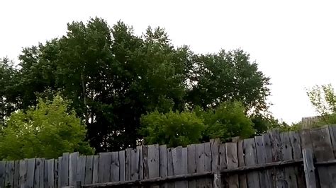 Доброе утро под пение птиц Youtube