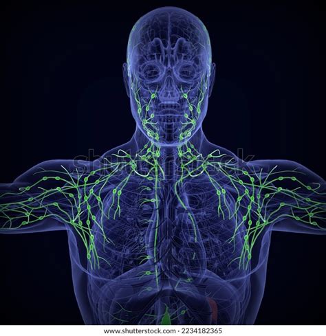 Anatomy Lymph Nodes Spleen Anatomy Medical Stock Illustration 2234182365 Shutterstock