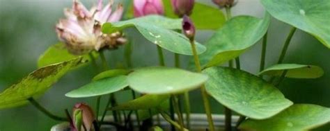 盆莲花的养殖方法 发财农业网