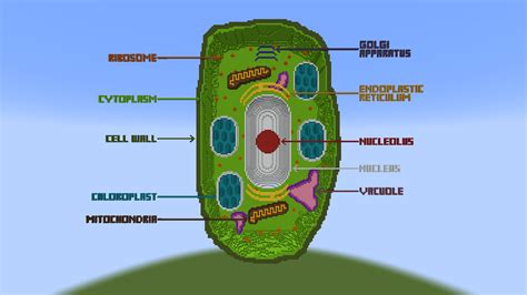 Plant Cell Styrofoam Project