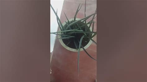 විසිතුරු ශාක Youtube