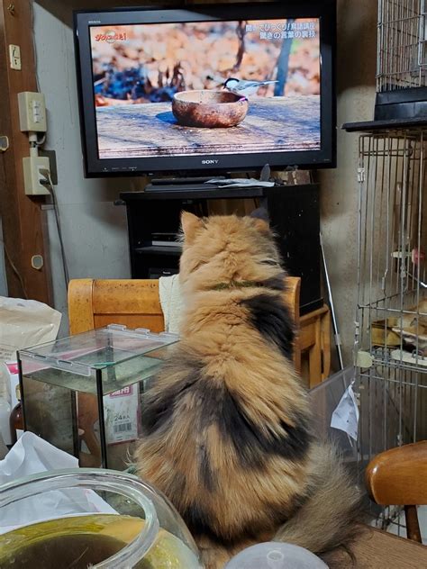 テレビに釘付け 金翅鳥院のブログ