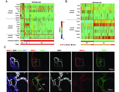 Neighboring Cell Type Prediction From Scrna Seq A Single Np Cells In Download Scientific