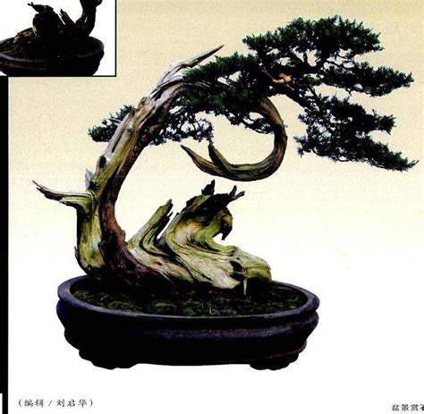 图解 柏树舍利干盆景怎么制作的13个步骤 Penjing8