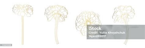 지니아 꽃의 황금 선 그리기 데이지 손으로 그린 스케치 인사말 카드 청첩장 색칠 공부 책을위한 라인 아트 스타일의 디자인을위한 요소 0명에 대한 스톡 벡터 아트 및 기타