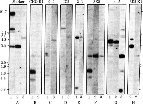 Filter Hybridization Analysis Of Transfectant Dna Electrophoresis And