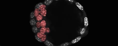 Gene Expression Control By Transposable Elements Elife Science Digests Elife