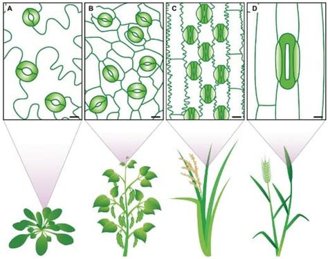 How To Calculate Stomatal Density MorganFawaad