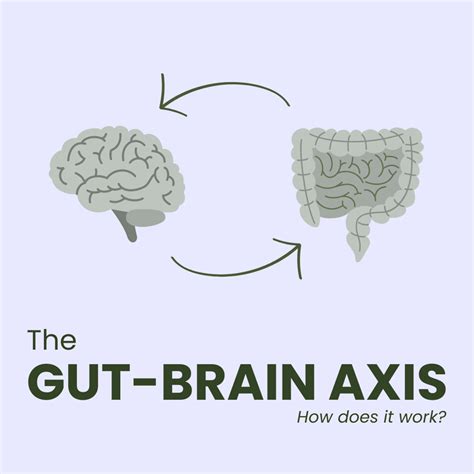 Understanding The Gut Brain Axis How It Impacts Your Health