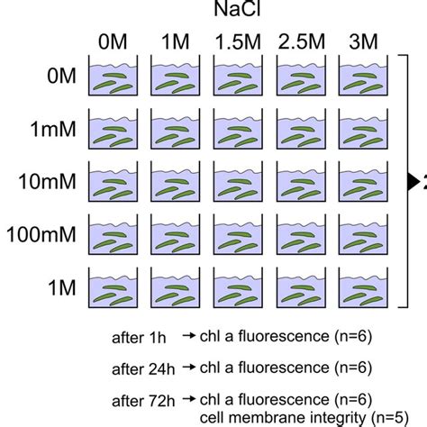 The Design Of The Experiment Number Of Replicates For Particular Download Scientific Diagram