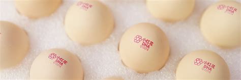 啄米生物丨大揭秘！dha鸡蛋从何而来？ Dha鸡蛋 藻源dha鸡蛋 蛋黄金 品牌蛋 鸡蛋品牌运营 鸡蛋品牌化 蛋品质量提升 蛋鸡养殖 蛋鸡饲料添加剂 湖南啄米生物技术有限公司