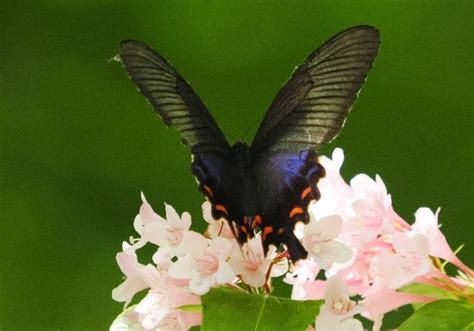 カラスアゲハ 1 釣れ連れ草