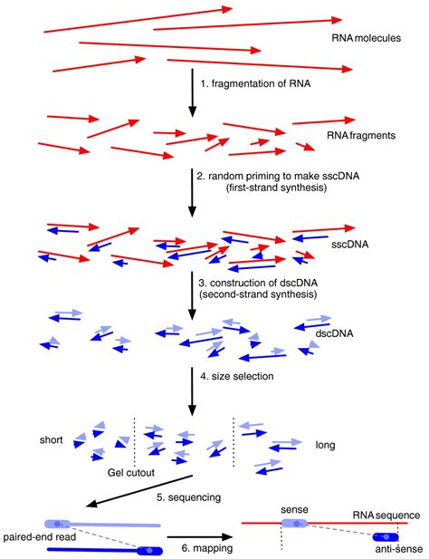 Improving Rna Seq Expression Estimates By Correcting For Fragment Bias