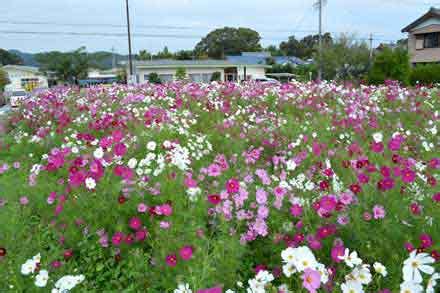 為当町コスモス畑豊川市 東三河を歩こう