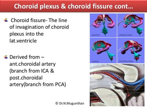 Lateral Ventricle Of Brain By Dr N Mugunthan M S