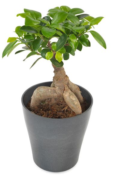 ЖЕН ШЕН корен 10гр При умствена и физическа преумора Онлайн маг