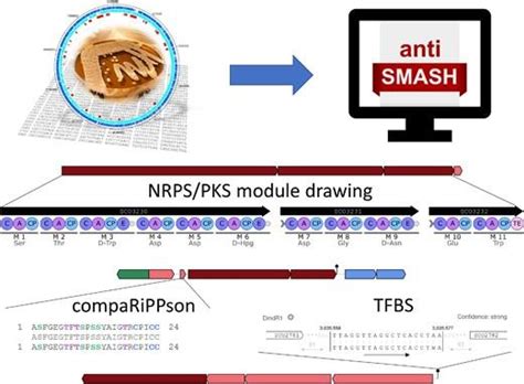 Antismash 国内安装教程 知乎
