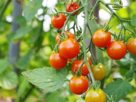 Tips For Training And Pruning Cherry Tomatoes