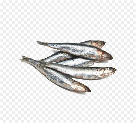 Ikan Teri Kartun My Xxx Hot Girl